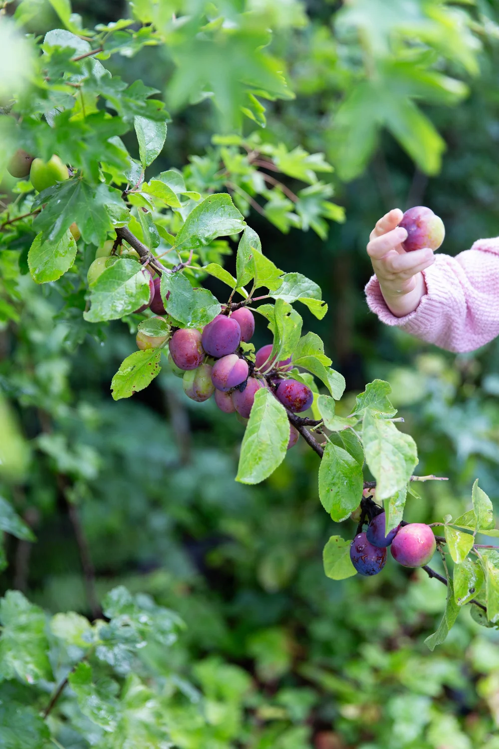 How to choose the right rootstock — Victoria Wade