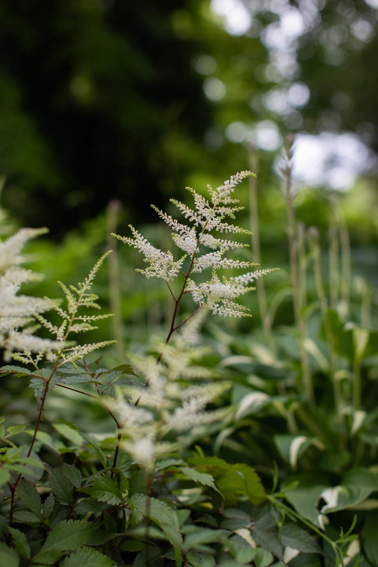 Plant guide: astilbes — Victoria Wade