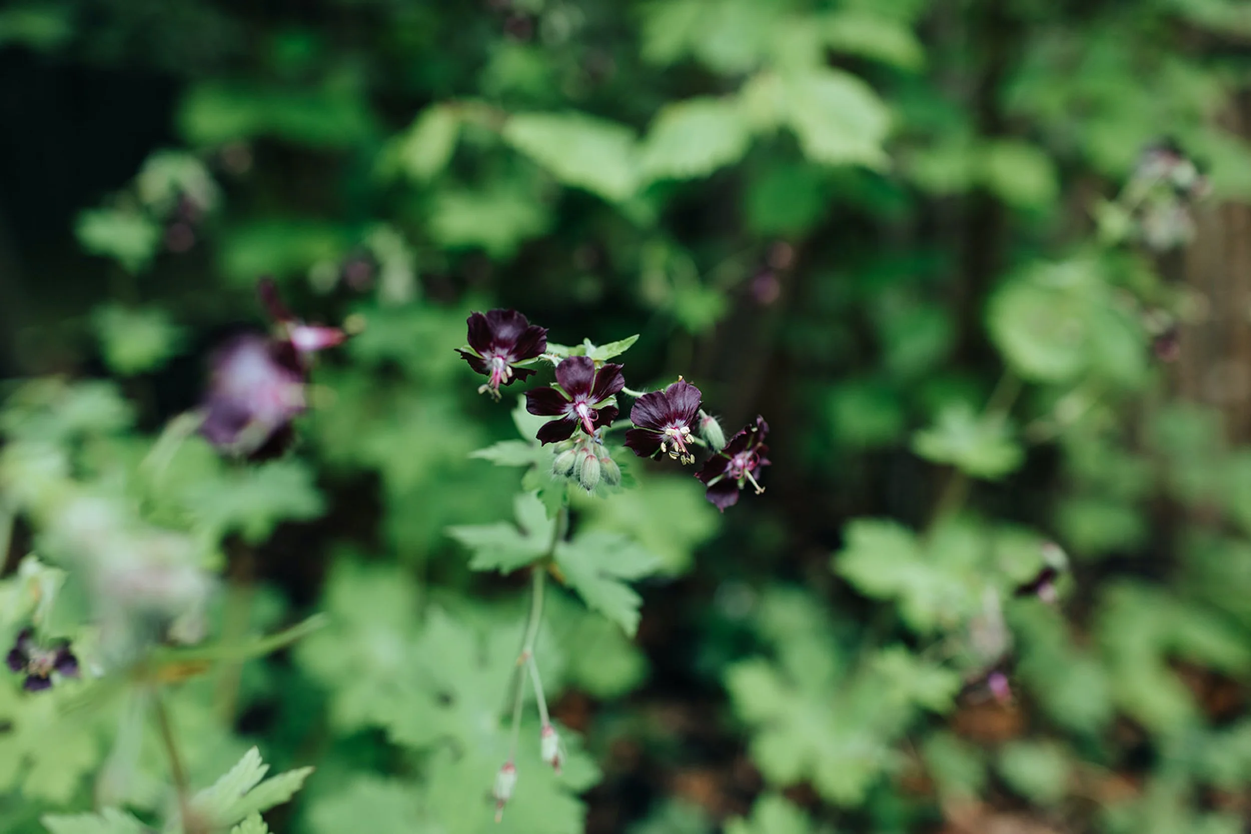 Plant guide: hardy geraniums — Victoria Wade