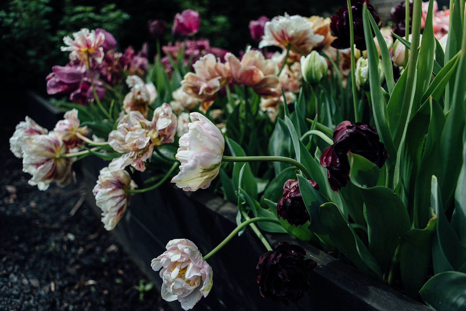 Plant Guide: Tulips — Victoria Wade