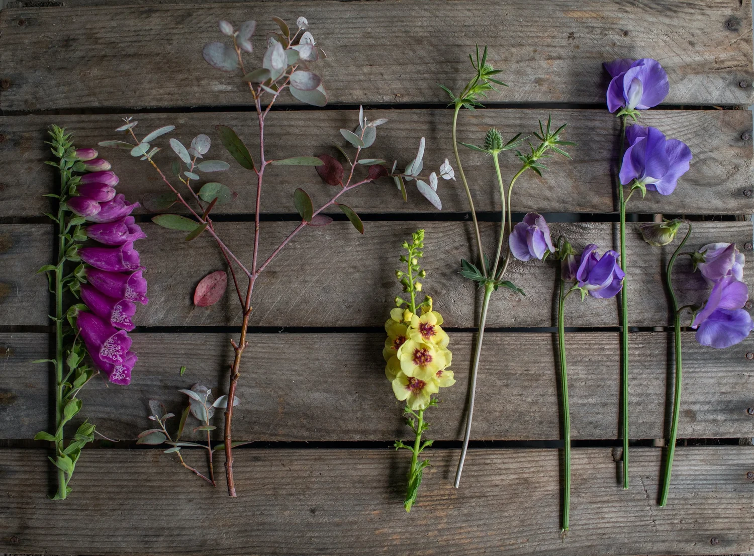Plant types explained — Victoria Wade