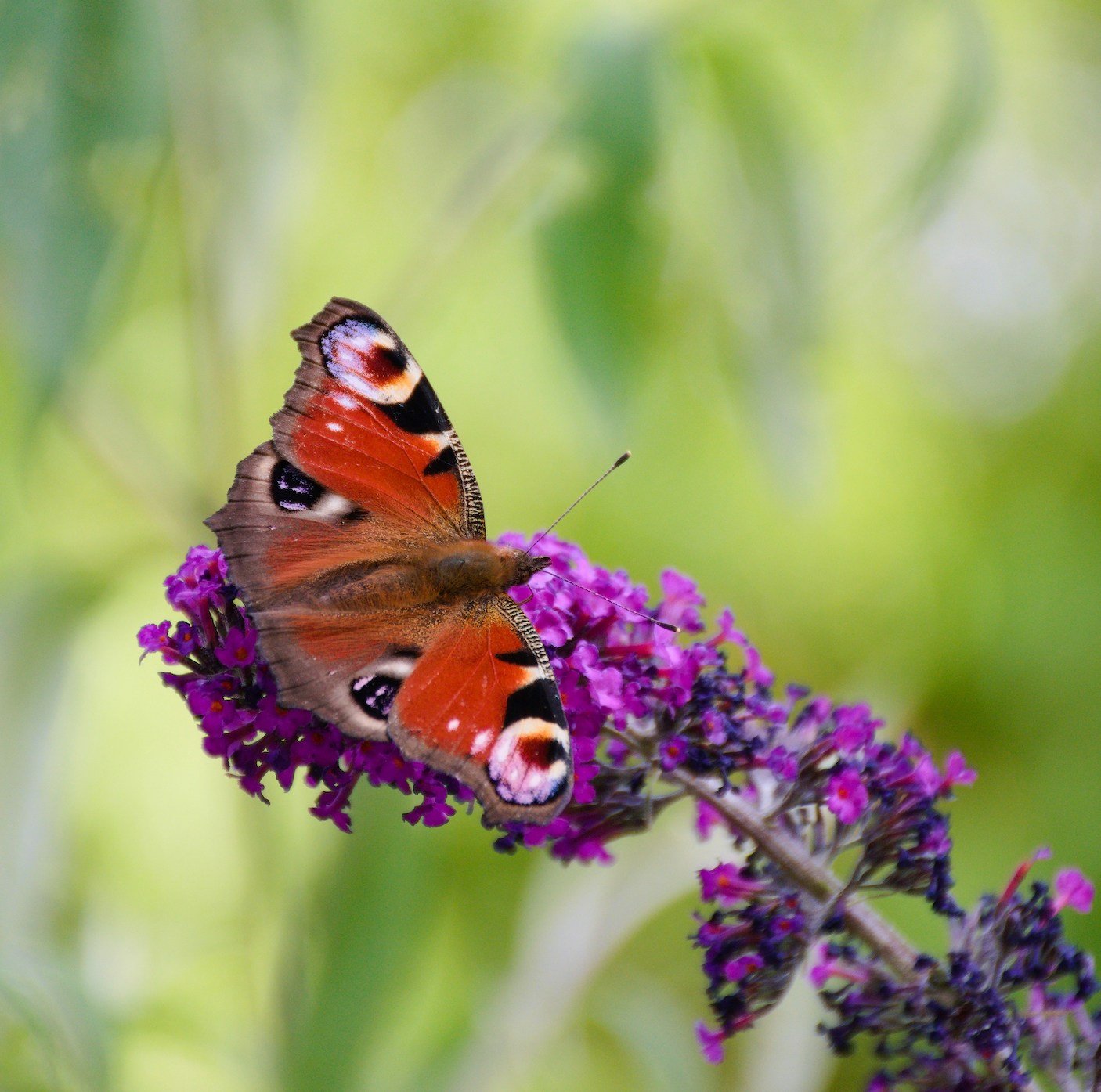 Gardening for butterflies — Victoria Wade