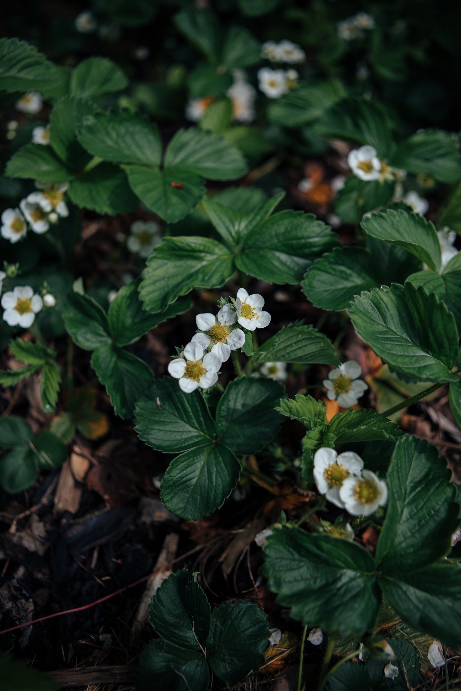 Plant Guide: Wild Strawberries — Victoria Wade