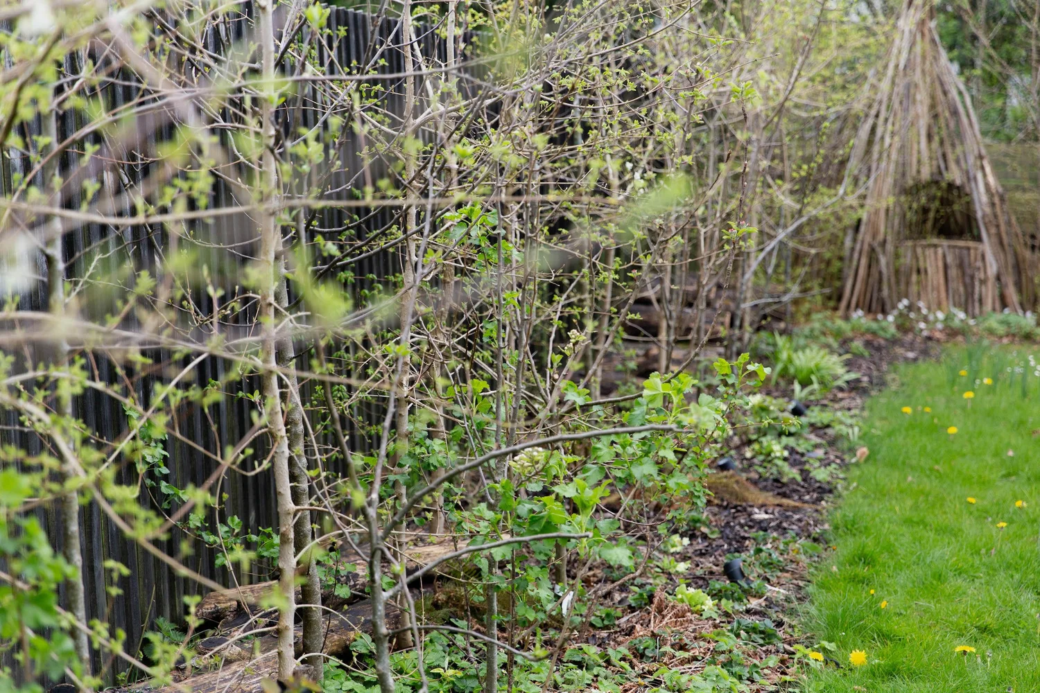 Growing an edible hedge — Victoria Wade