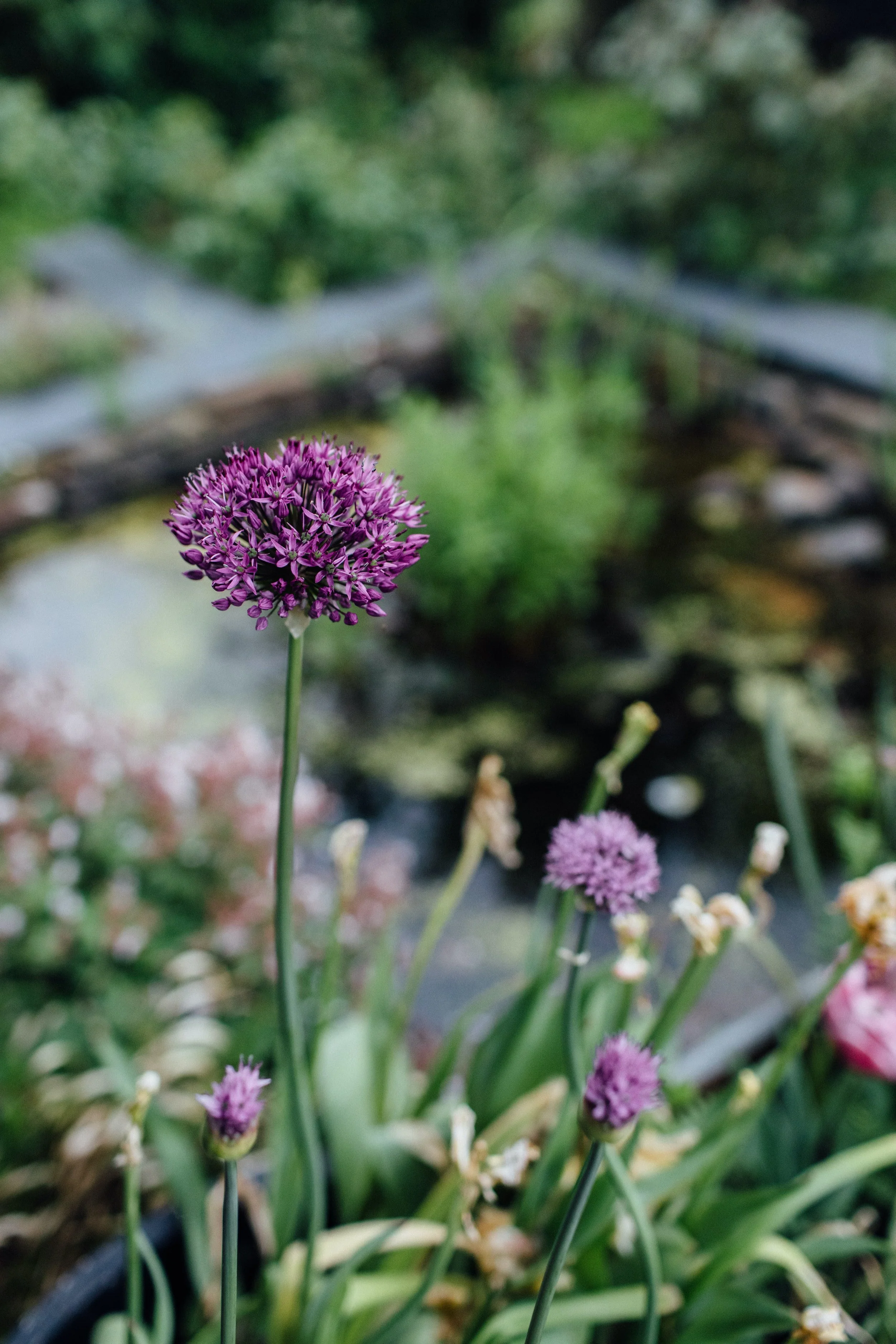 Plant guide: alliums — Victoria Wade