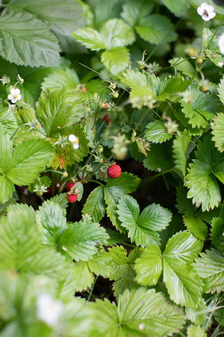 Plant Guide: Wild Strawberries — Victoria Wade