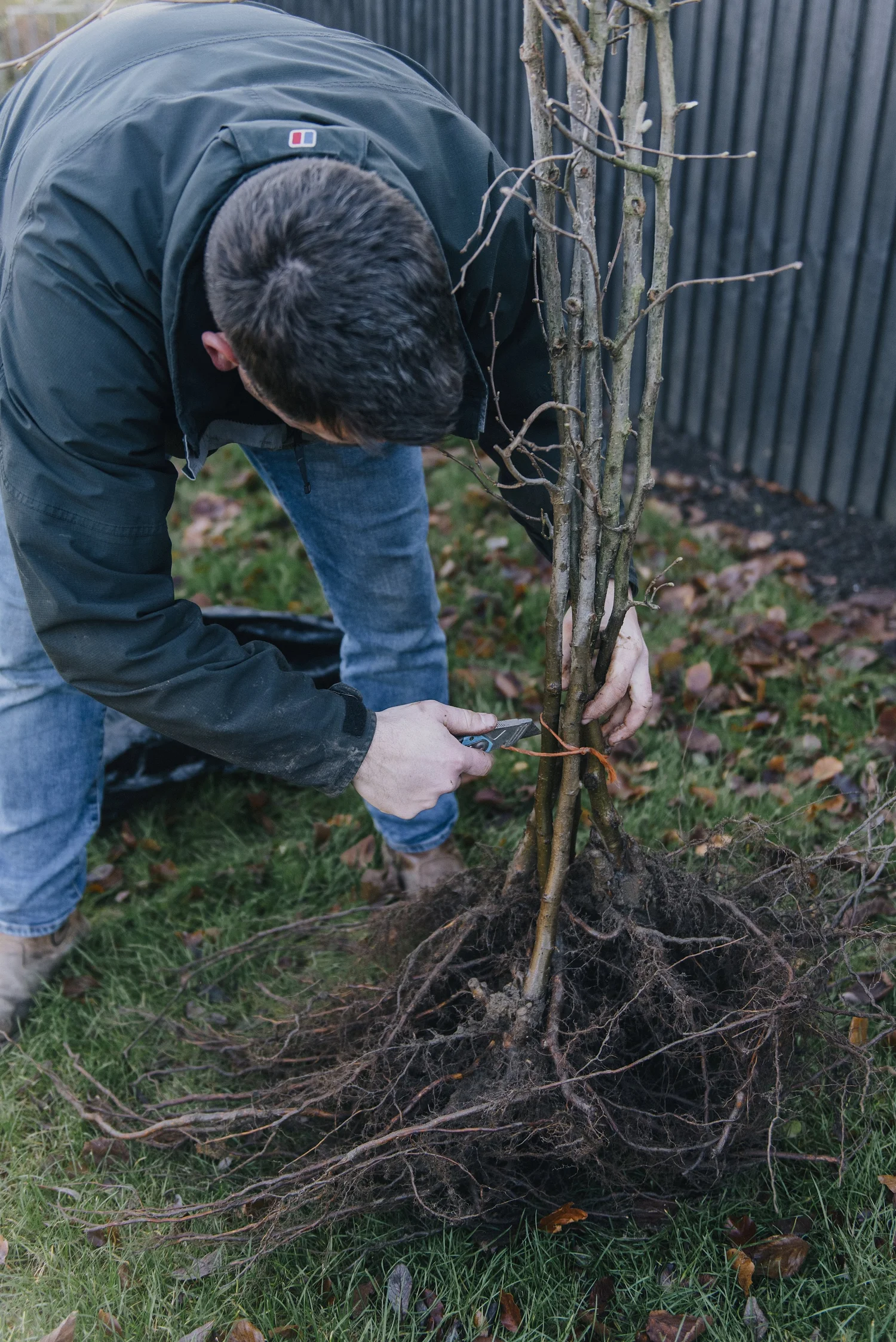 How to plant bare root trees — Victoria Wade