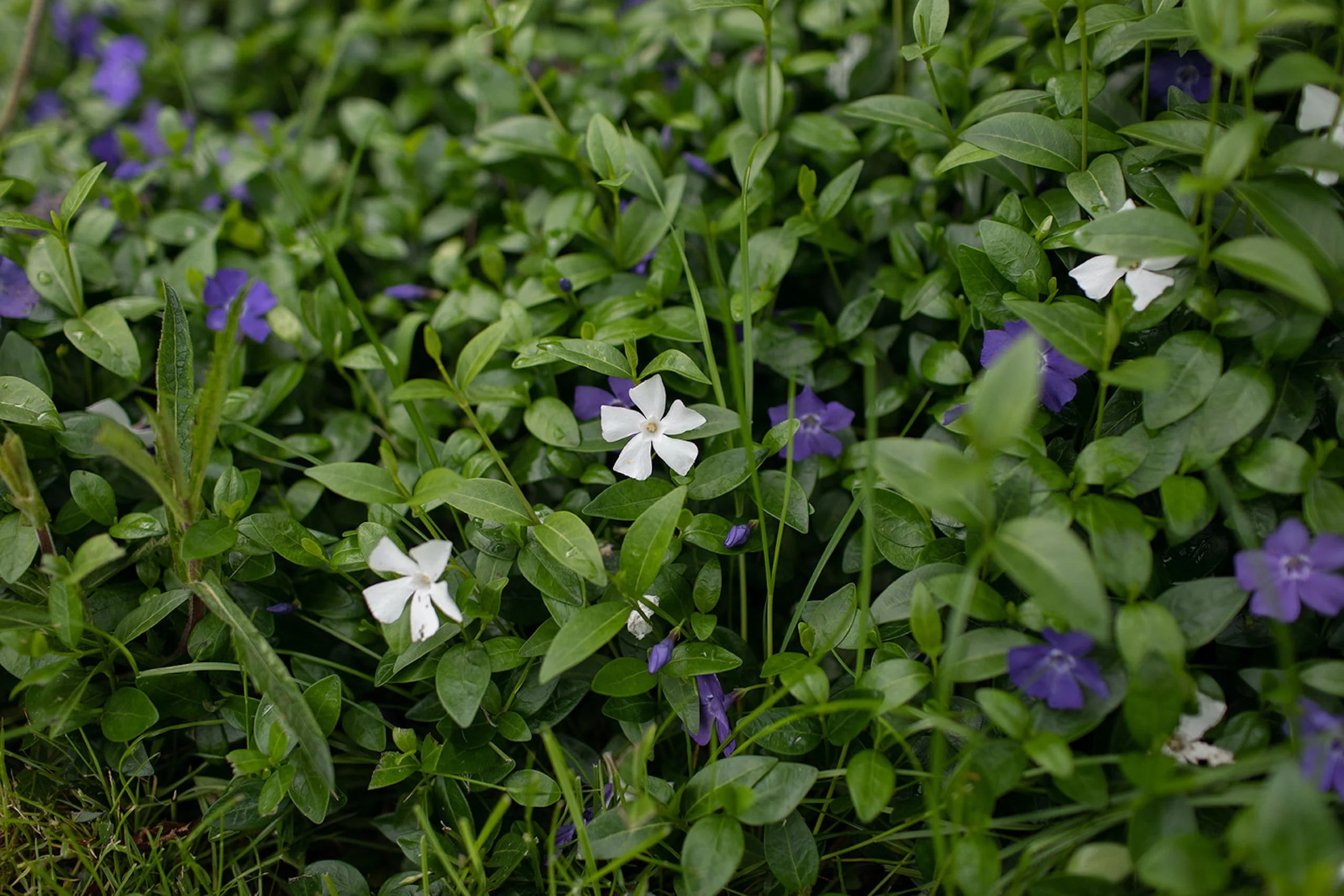 Plant Guide: Vinca Minor — Victoria Wade