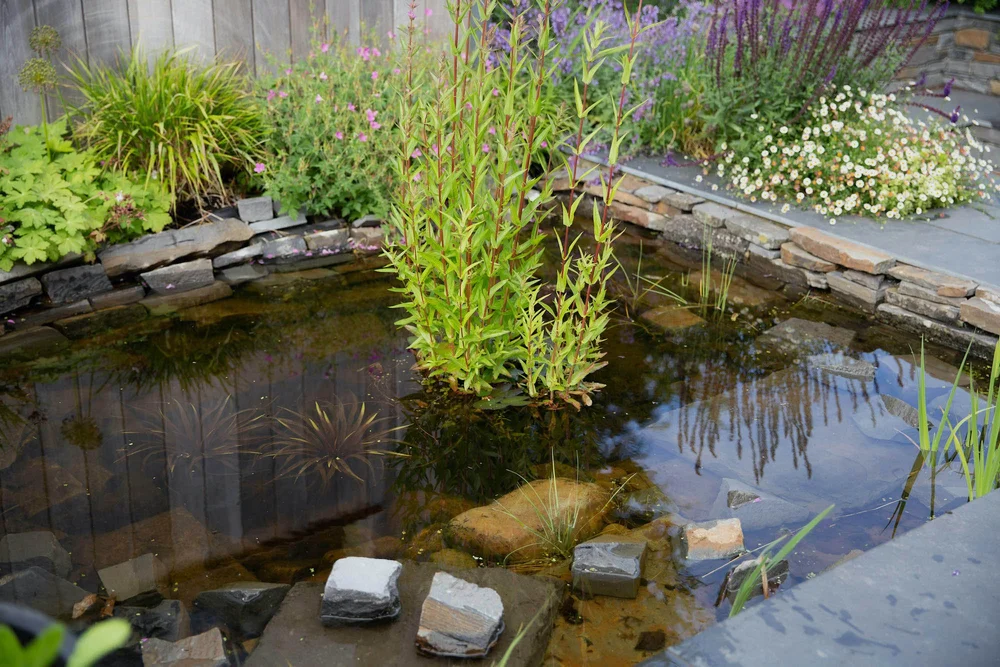 How to build a wildlife pond — Victoria Wade