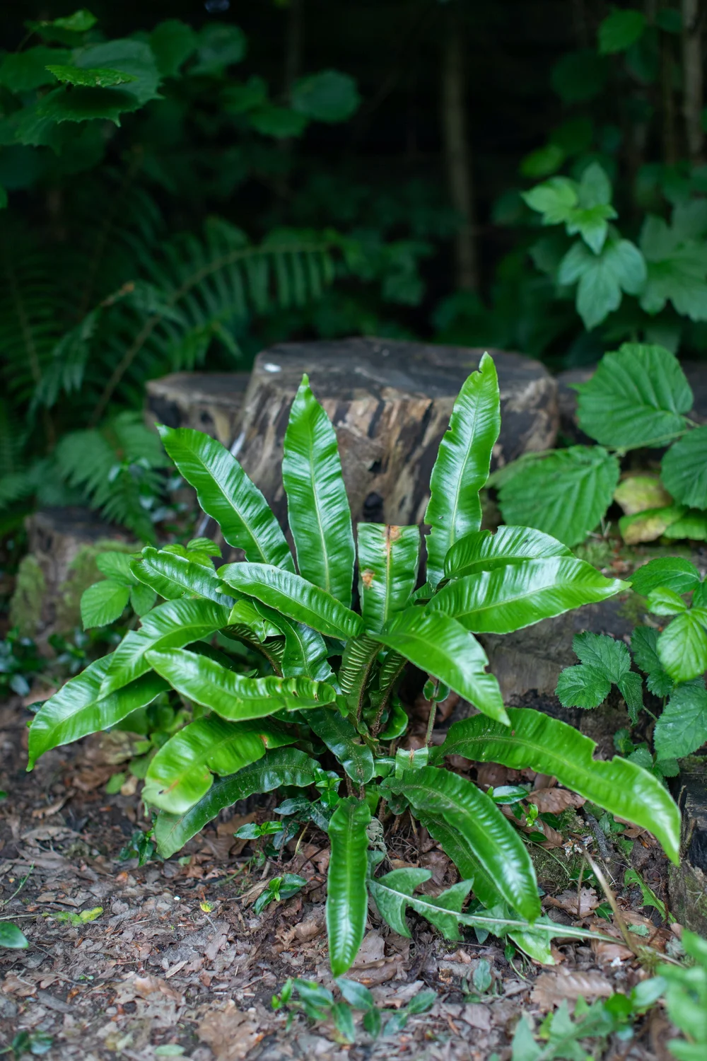 Plant guide : Asplenium scolopendrium — Victoria Wade
