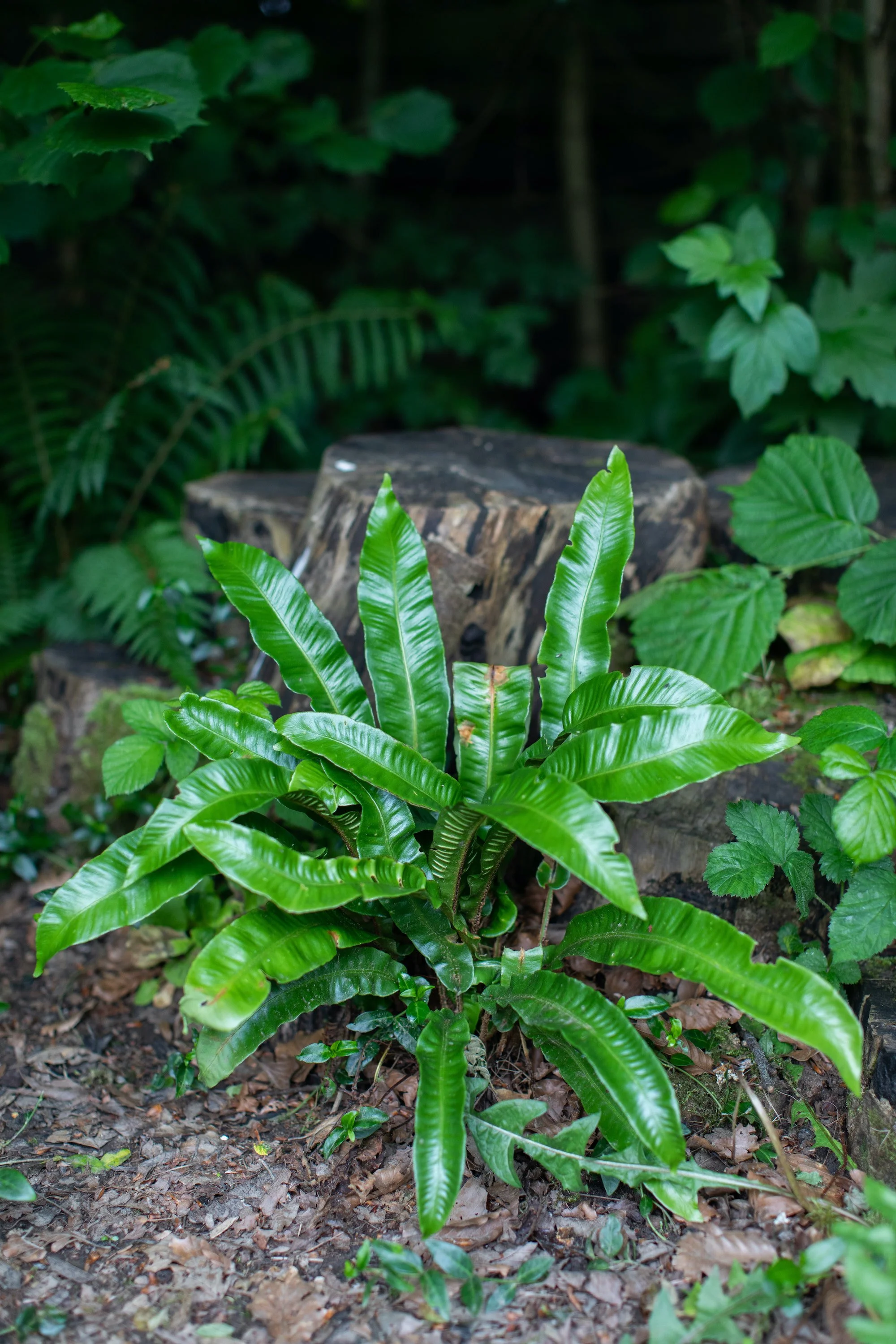 Plant guide : Asplenium scolopendrium — Victoria Wade