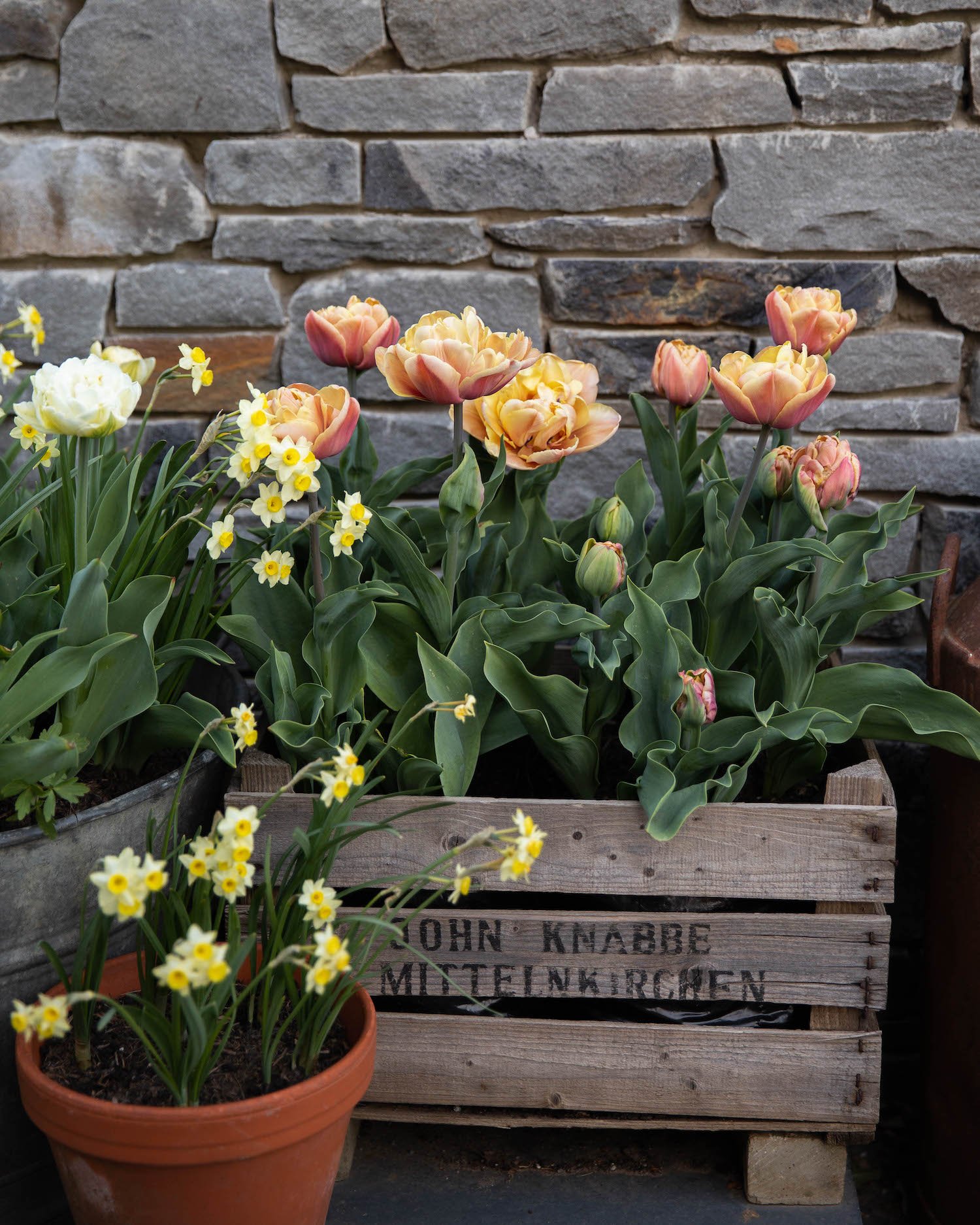 Five favourites: Spring bulbs to plant now — Victoria Wade