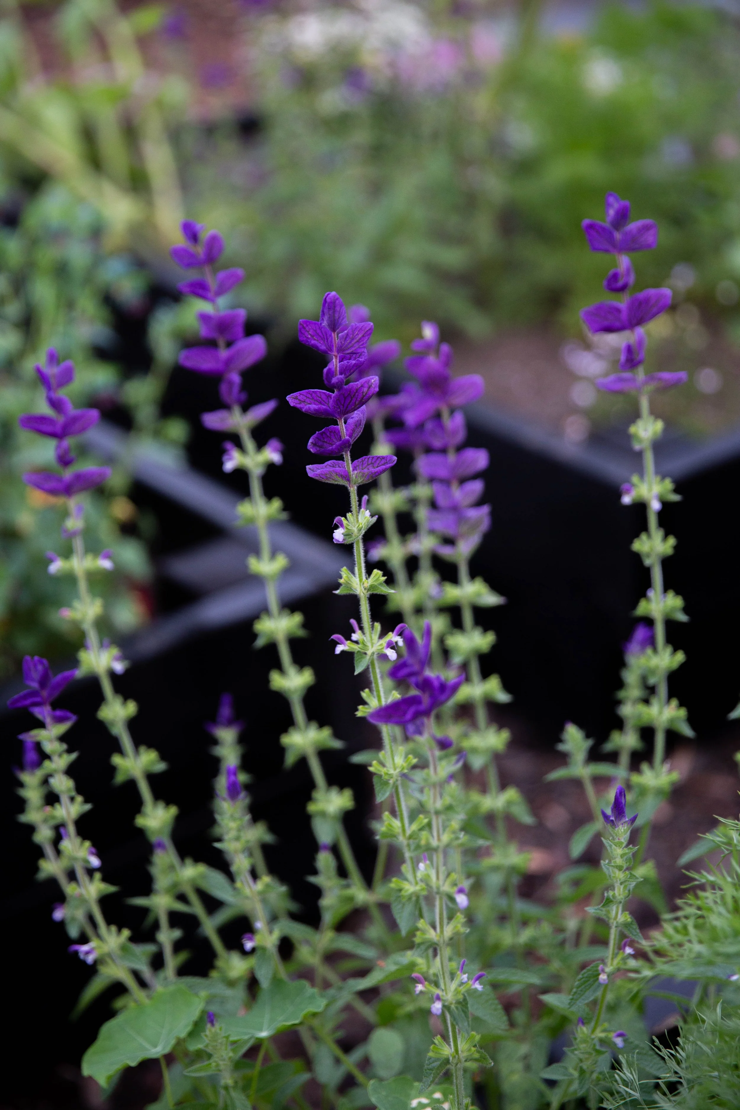 Plant guide: Salvia — Victoria Wade