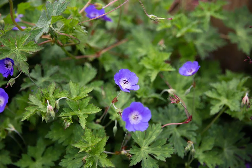 Plant guide: hardy geraniums — Victoria Wade