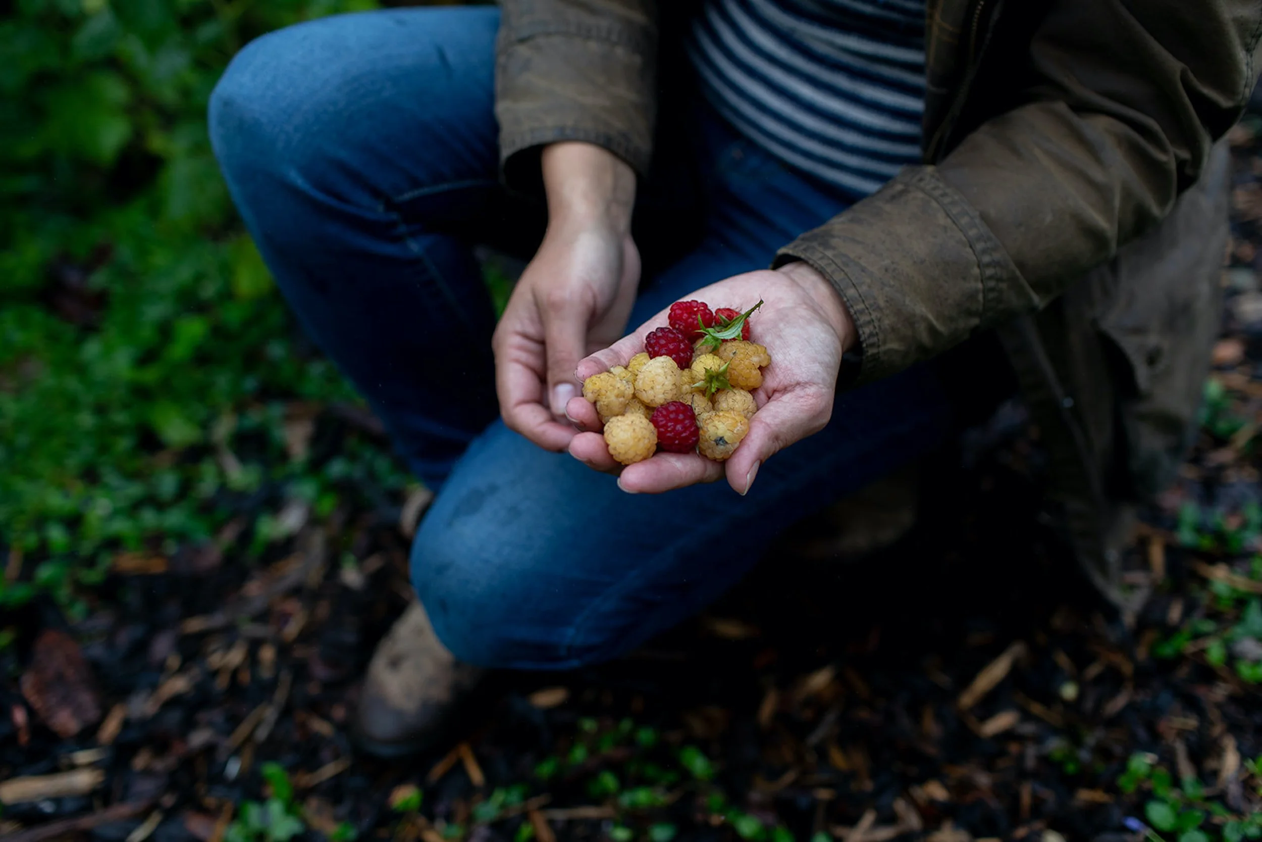 Plant Guide: Raspberries — Victoria Wade