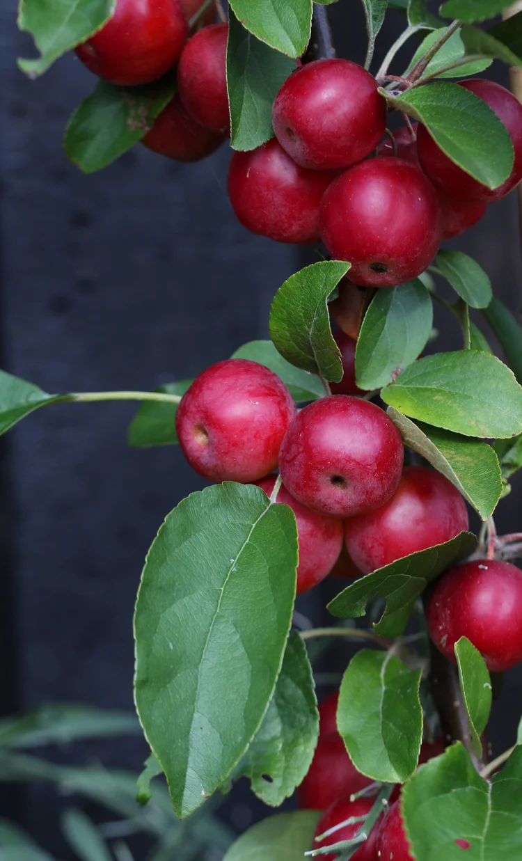 Plant guide: crab apple trees — Victoria Wade