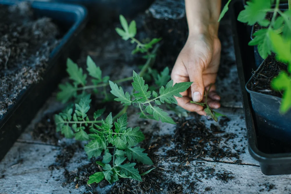 How to: Pricking out and potting on seedlings — Victoria Wade