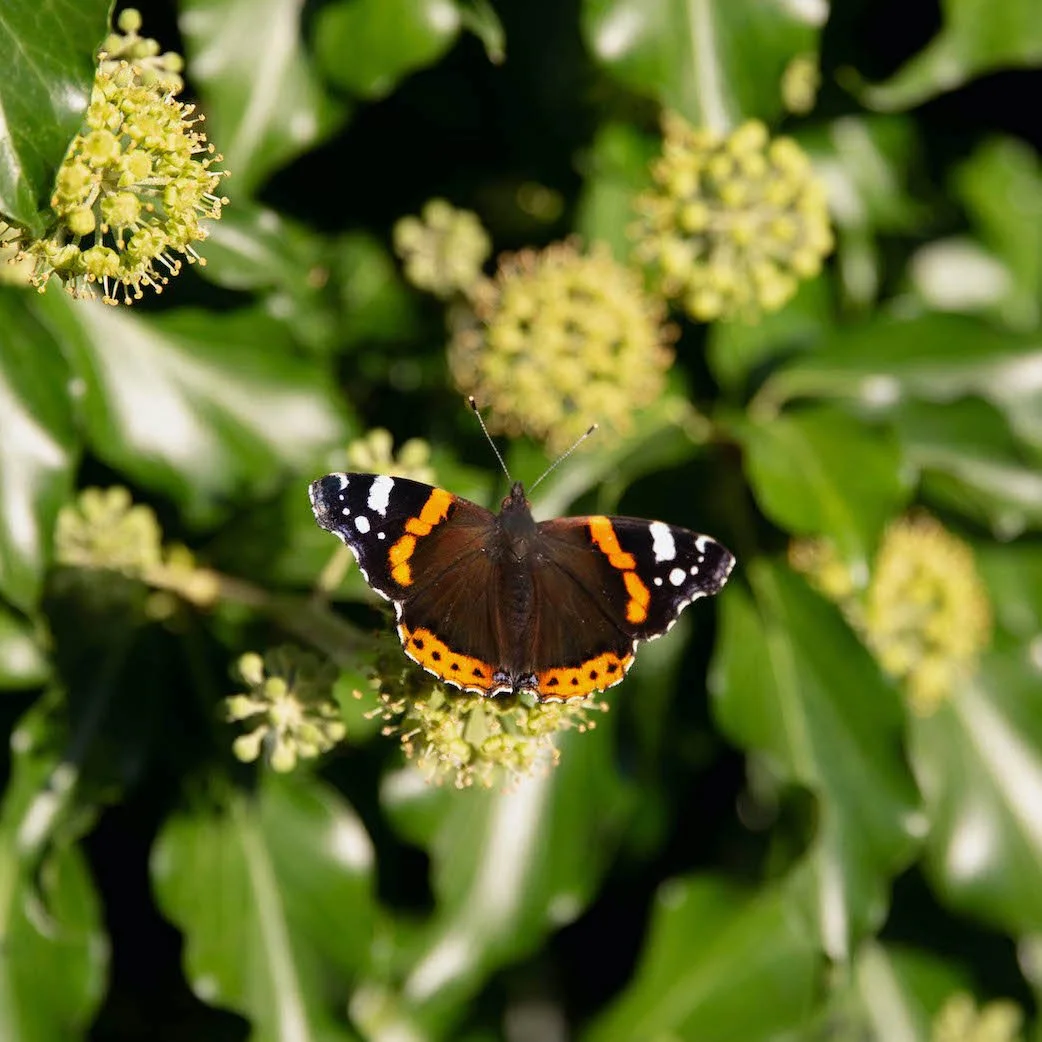 Gardening for butterflies — Victoria Wade