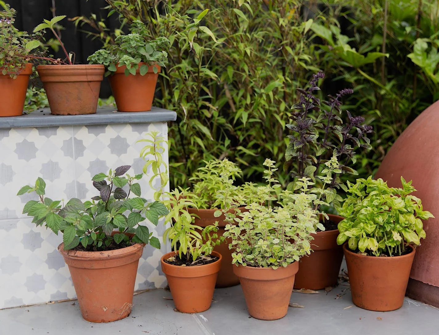 How to grow plants in pots — Victoria Wade