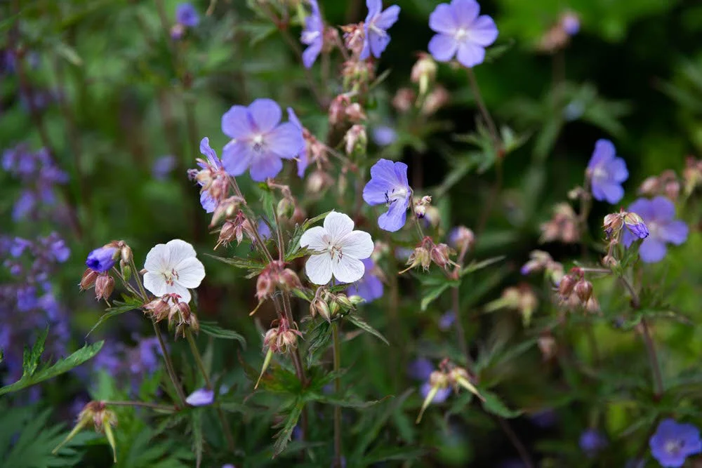 Plant guide: hardy geraniums — Victoria Wade
