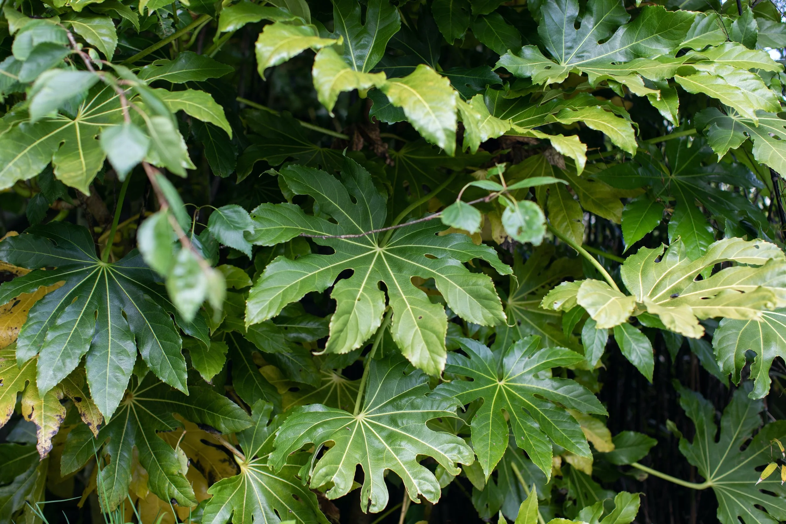 Plant Guide: Fatsia Japonica — Victoria Wade