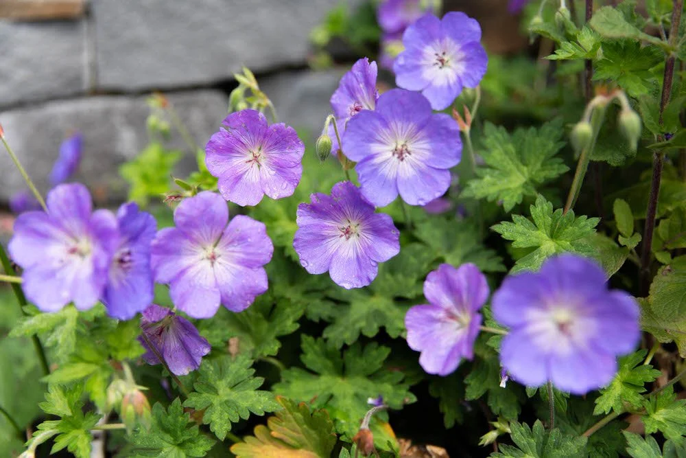 Plant guide: hardy geraniums — Victoria Wade