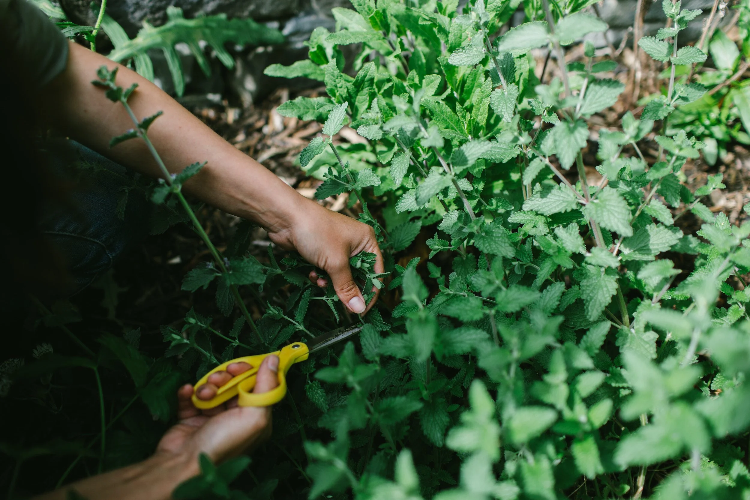 How to take cuttings — Victoria Wade