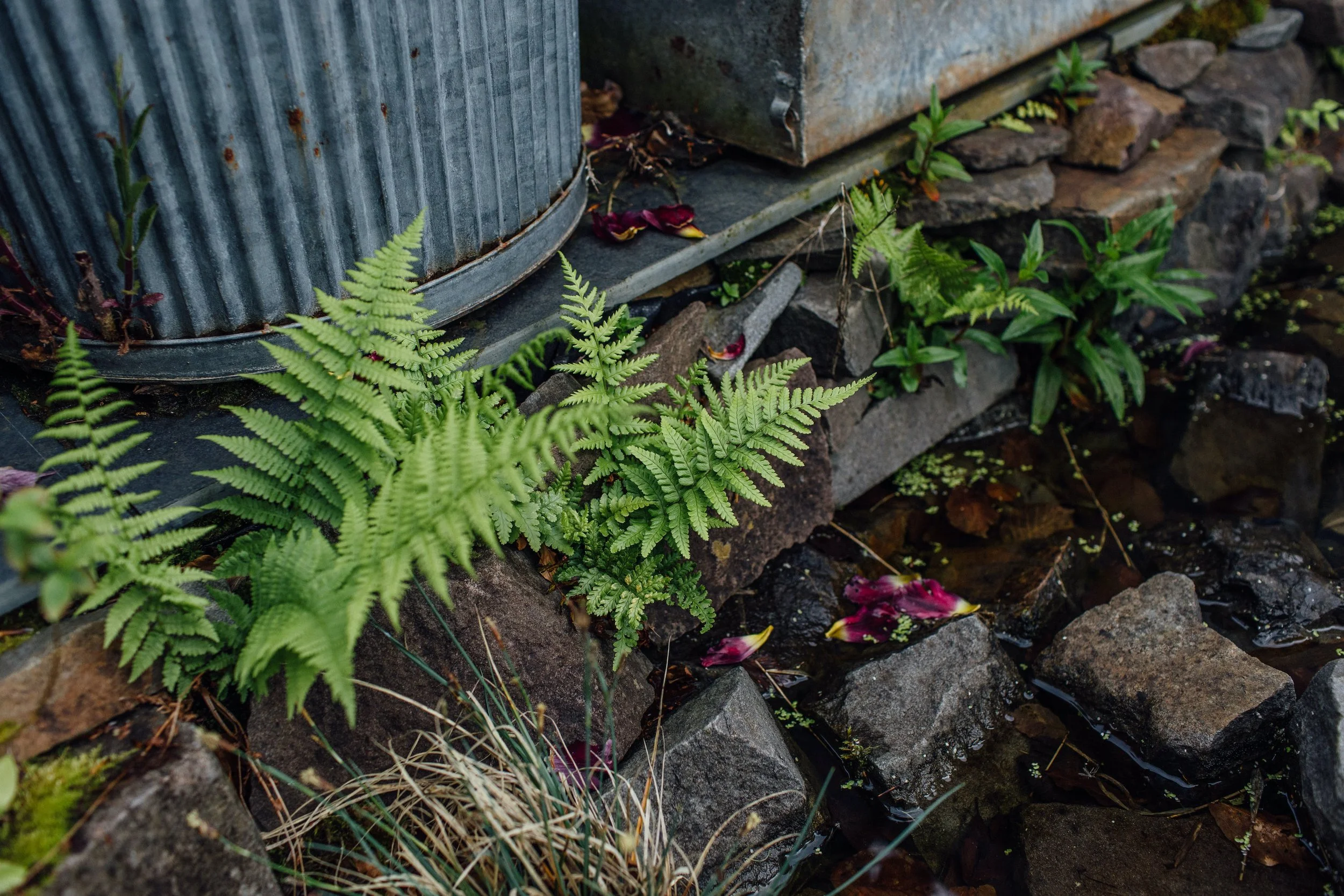 How to build a wildlife pond — Victoria Wade