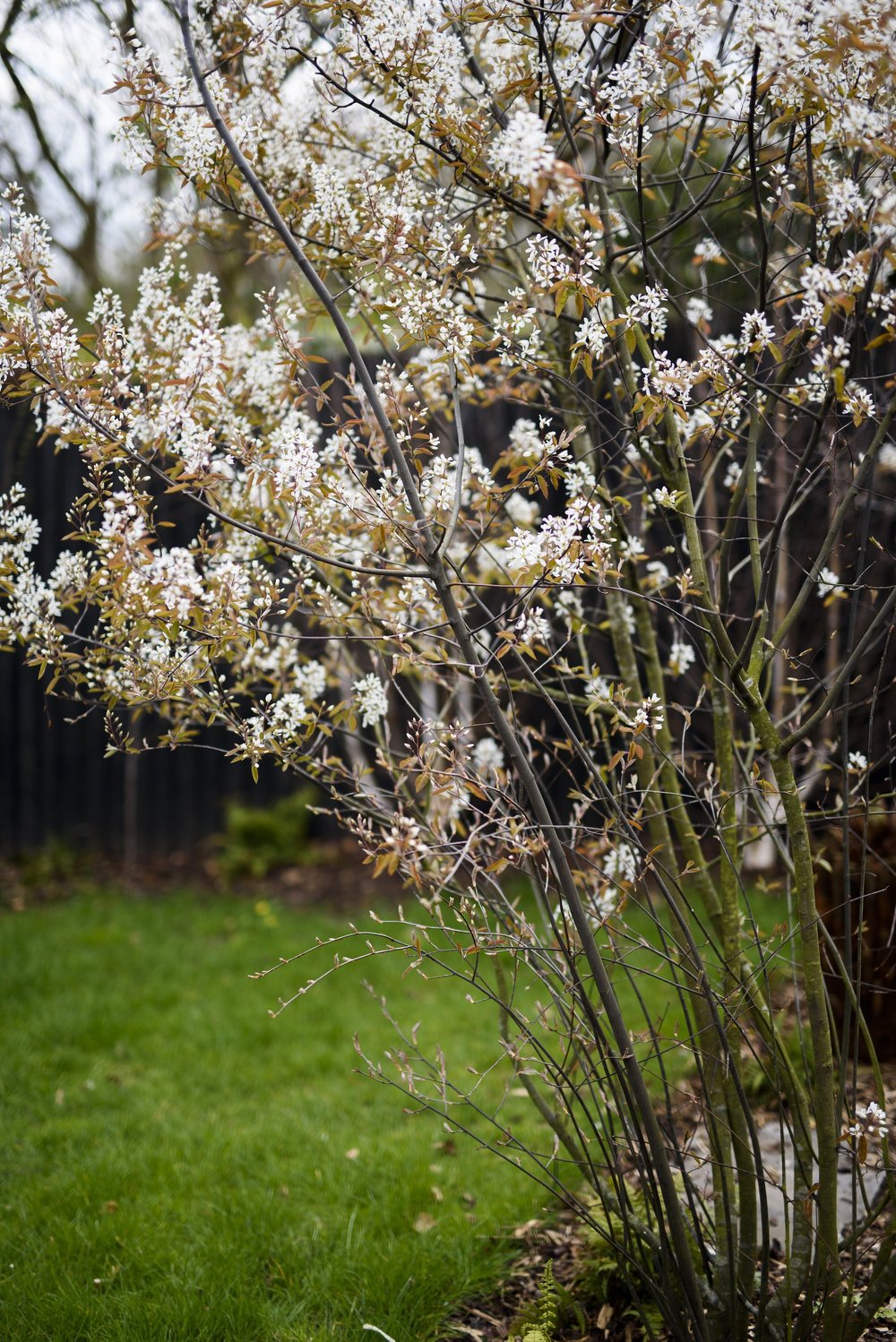 Plant guide: Amelanchier lamarckii — Victoria Wade