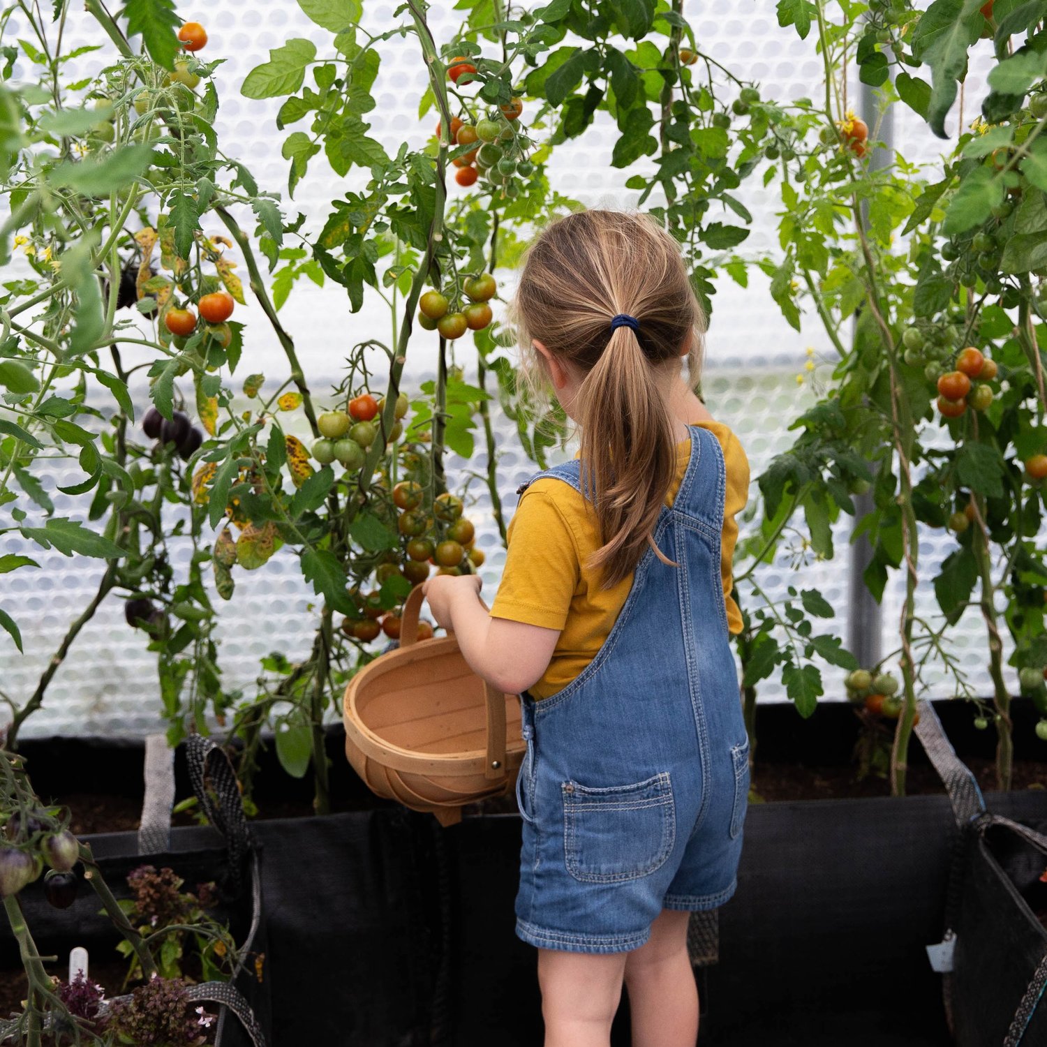 Ten favourites: seeds to sow with kids — Victoria Wade
