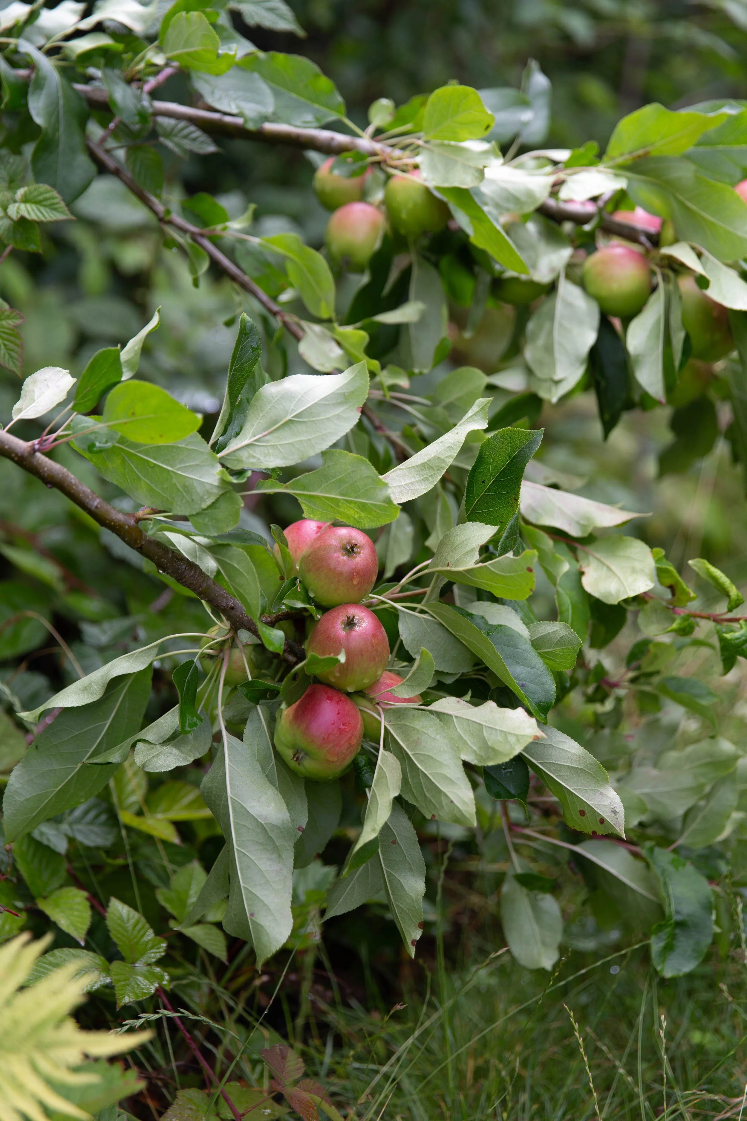 Plant Guide: Apple Trees — Victoria Wade