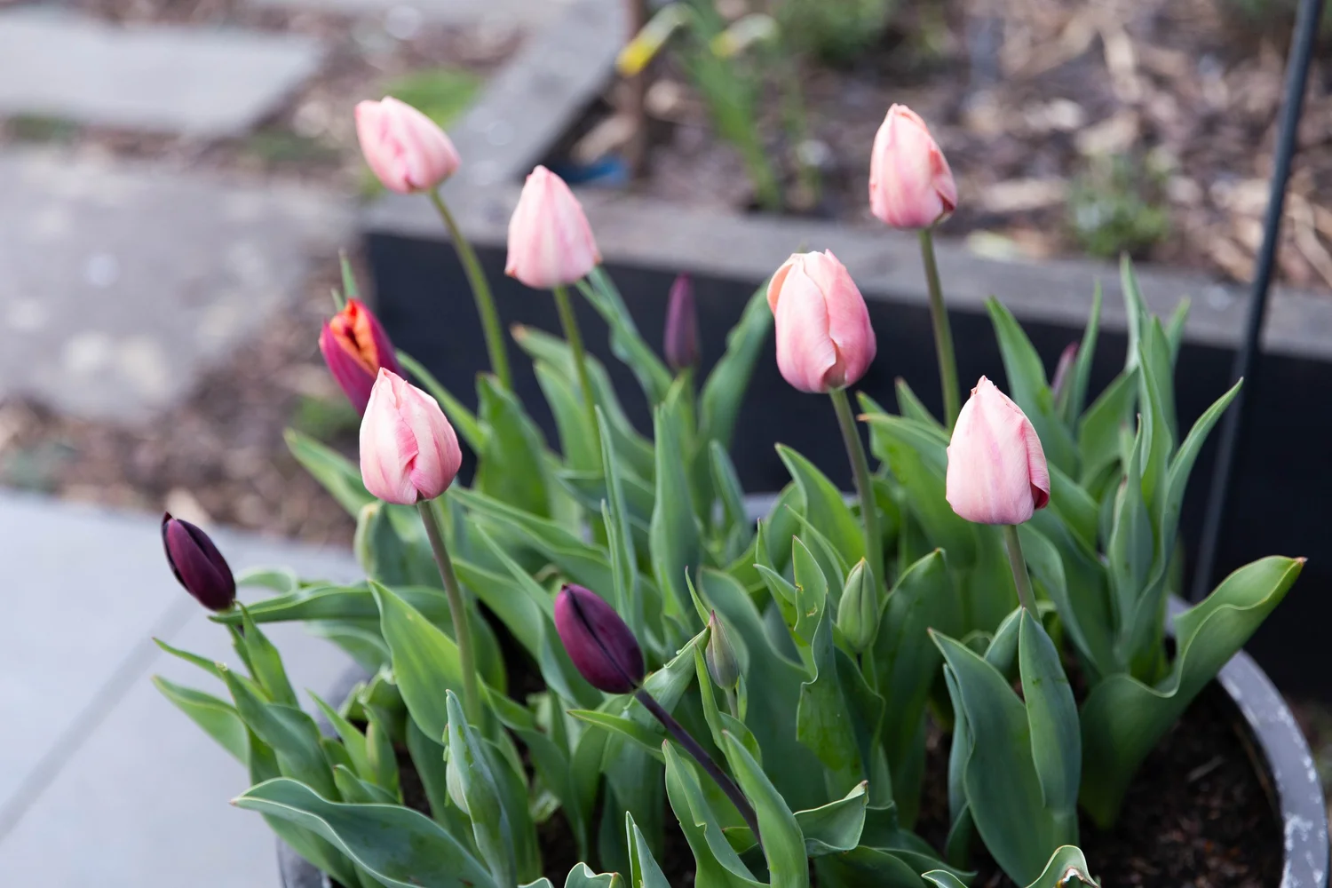 Plant guide: tulips — Victoria Wade