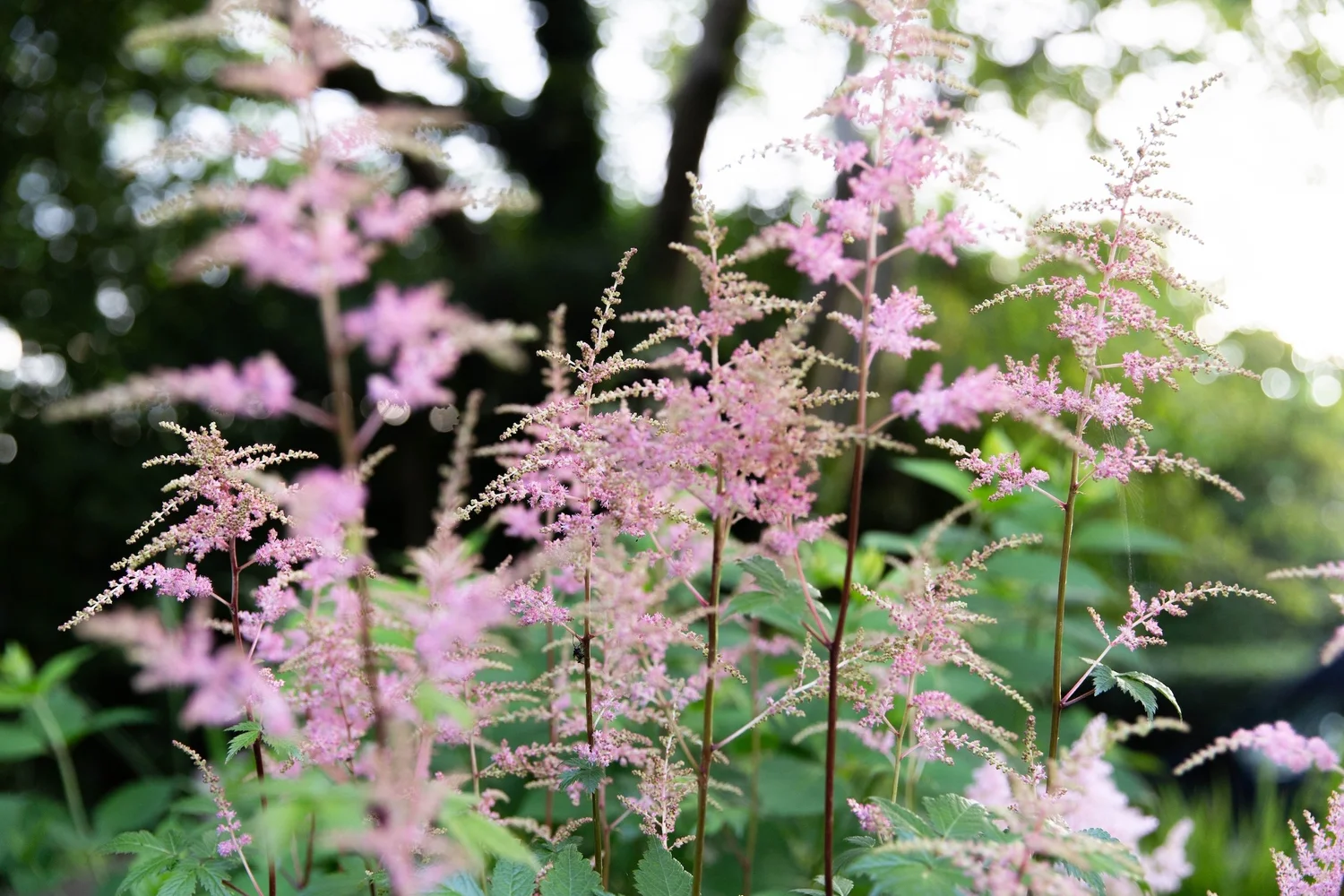 Plant guide: astilbes — Victoria Wade