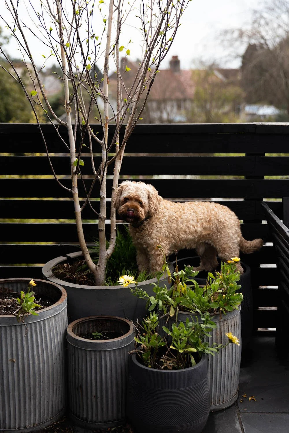 Dog friendly gardens — Victoria Wade