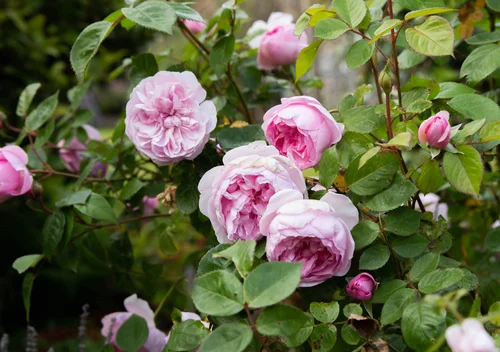 Plant guide: roses — Victoria Wade
