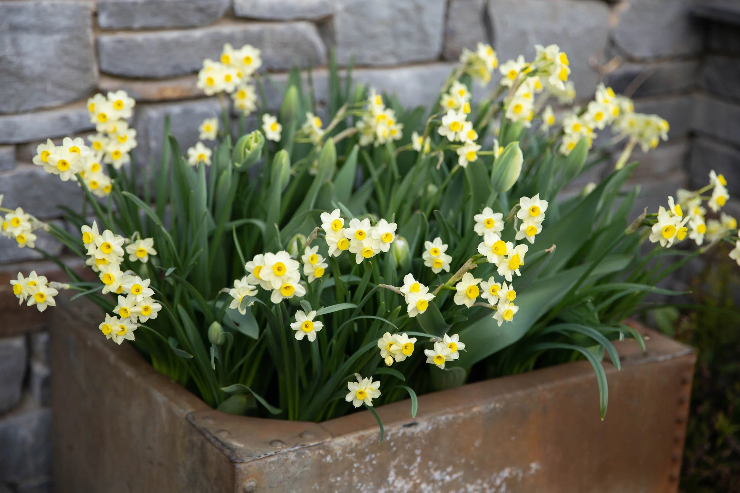 Plant Guide: Narcissus — Victoria Wade