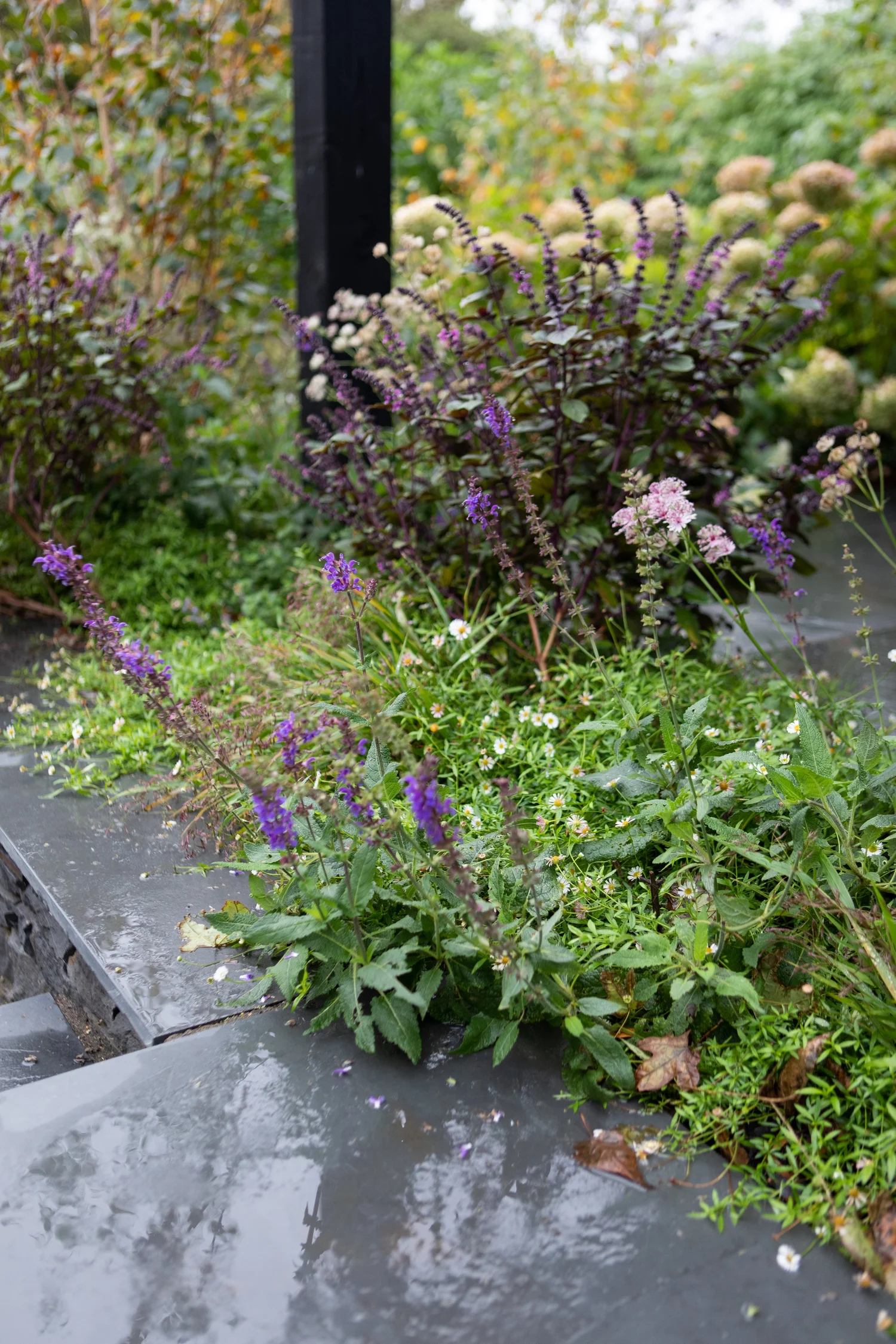 Ten favourite: robust plants — Victoria Wade