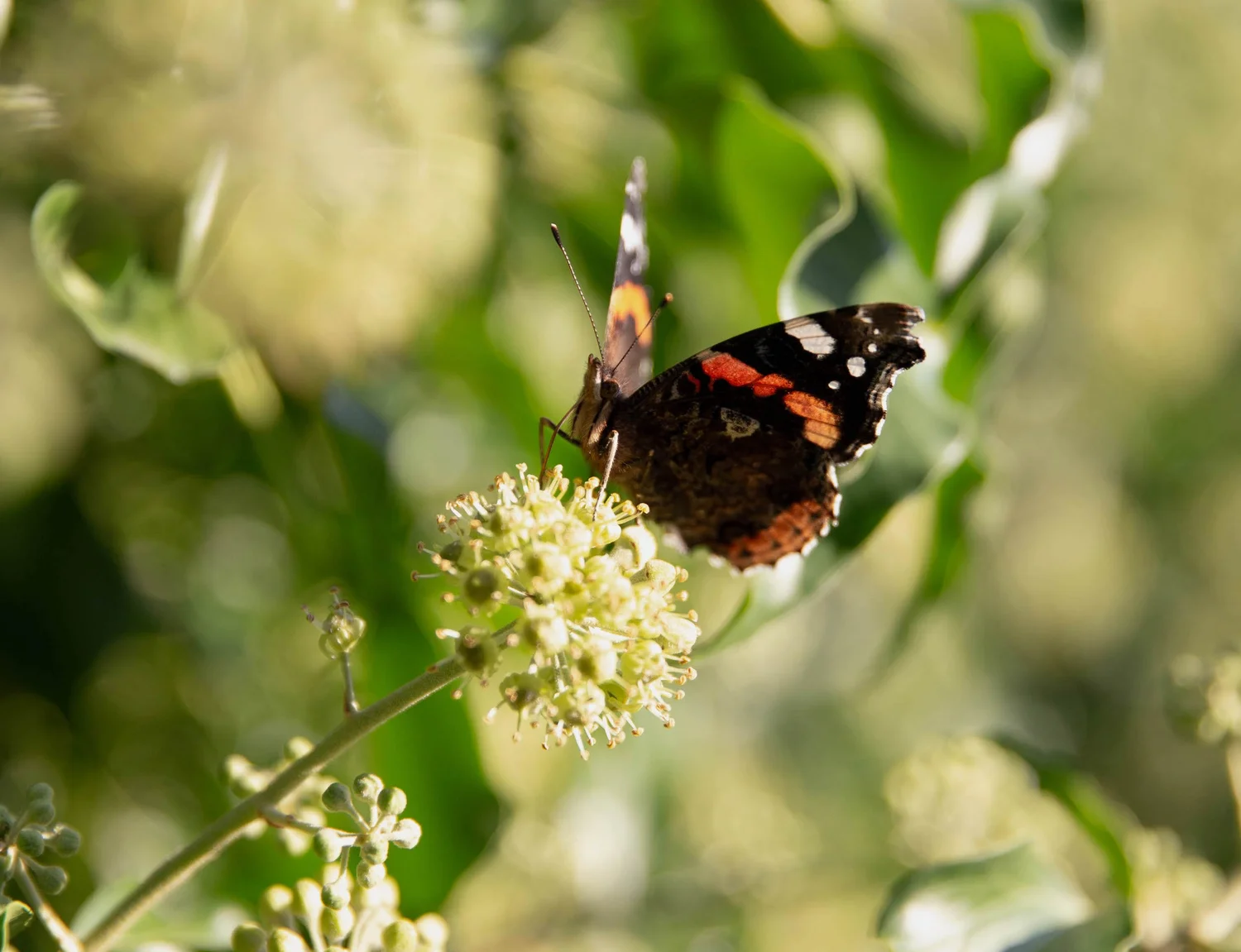 Gardening for butterflies — Victoria Wade
