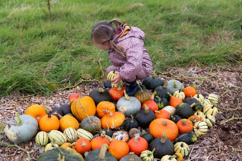 Growing pumpkins — Victoria Wade