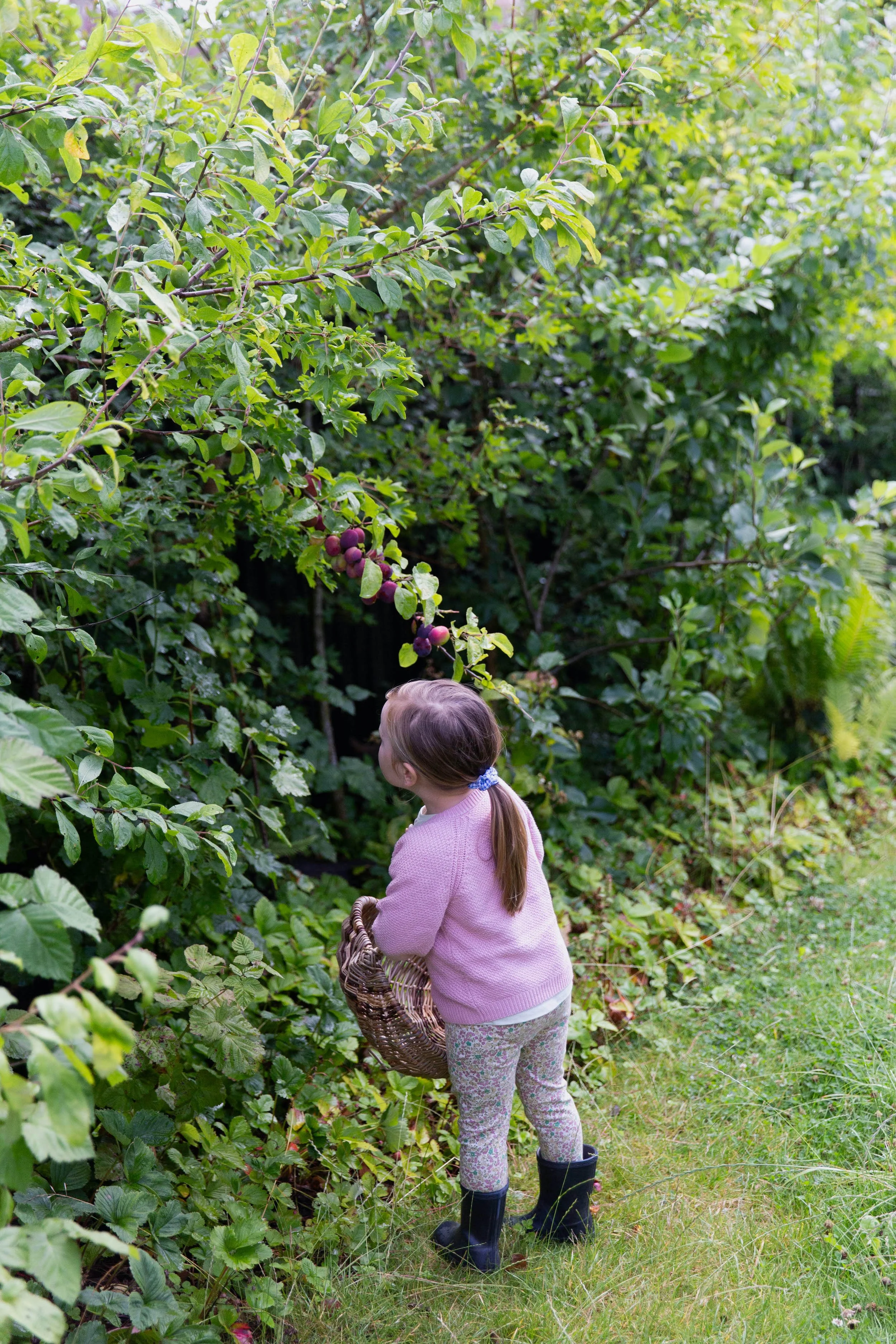 Growing an edible hedge — Victoria Wade