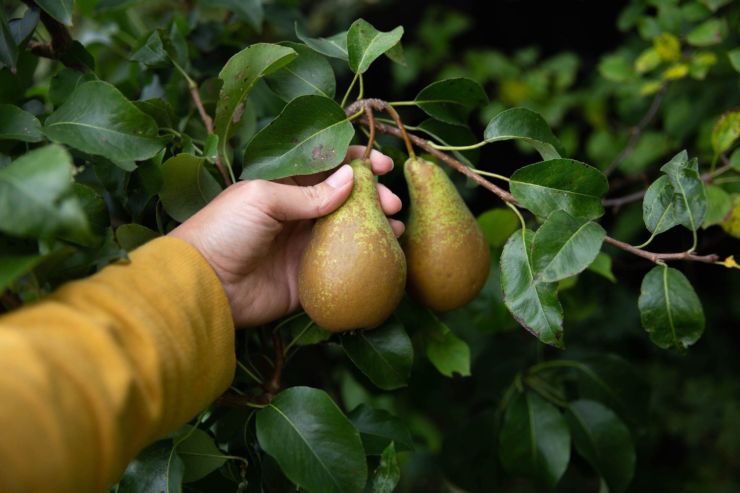 Plant guide: pear trees — Victoria Wade