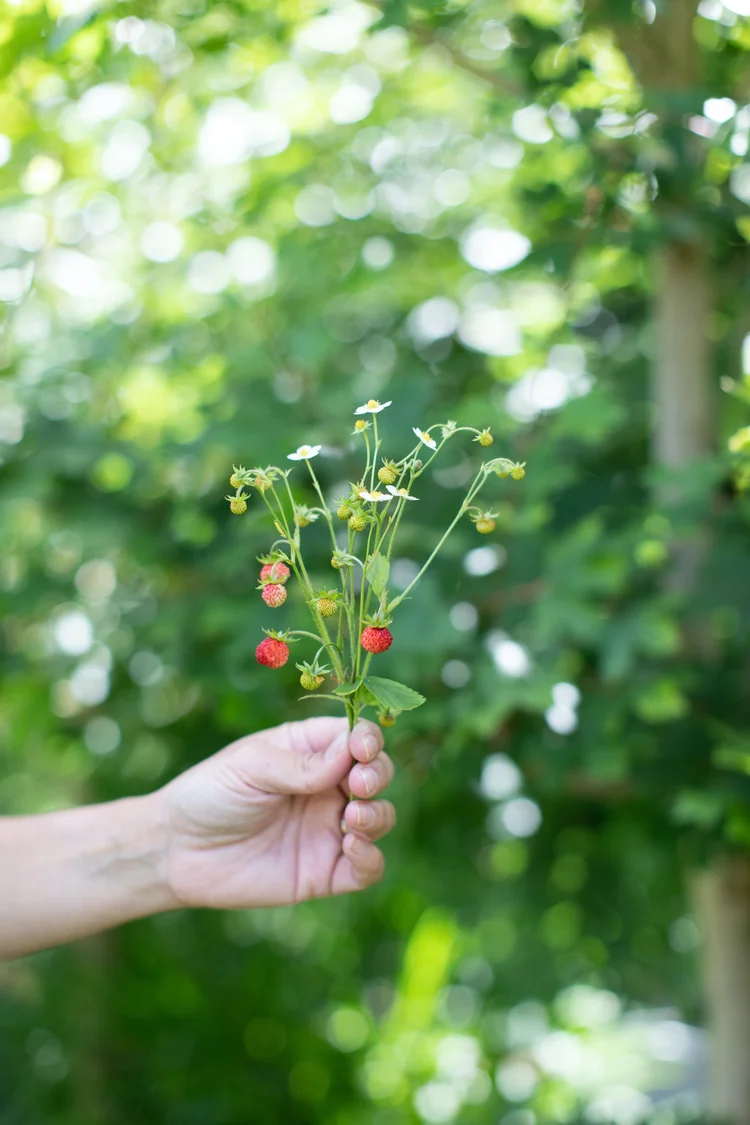 Plant Guide: Wild Strawberries — Victoria Wade