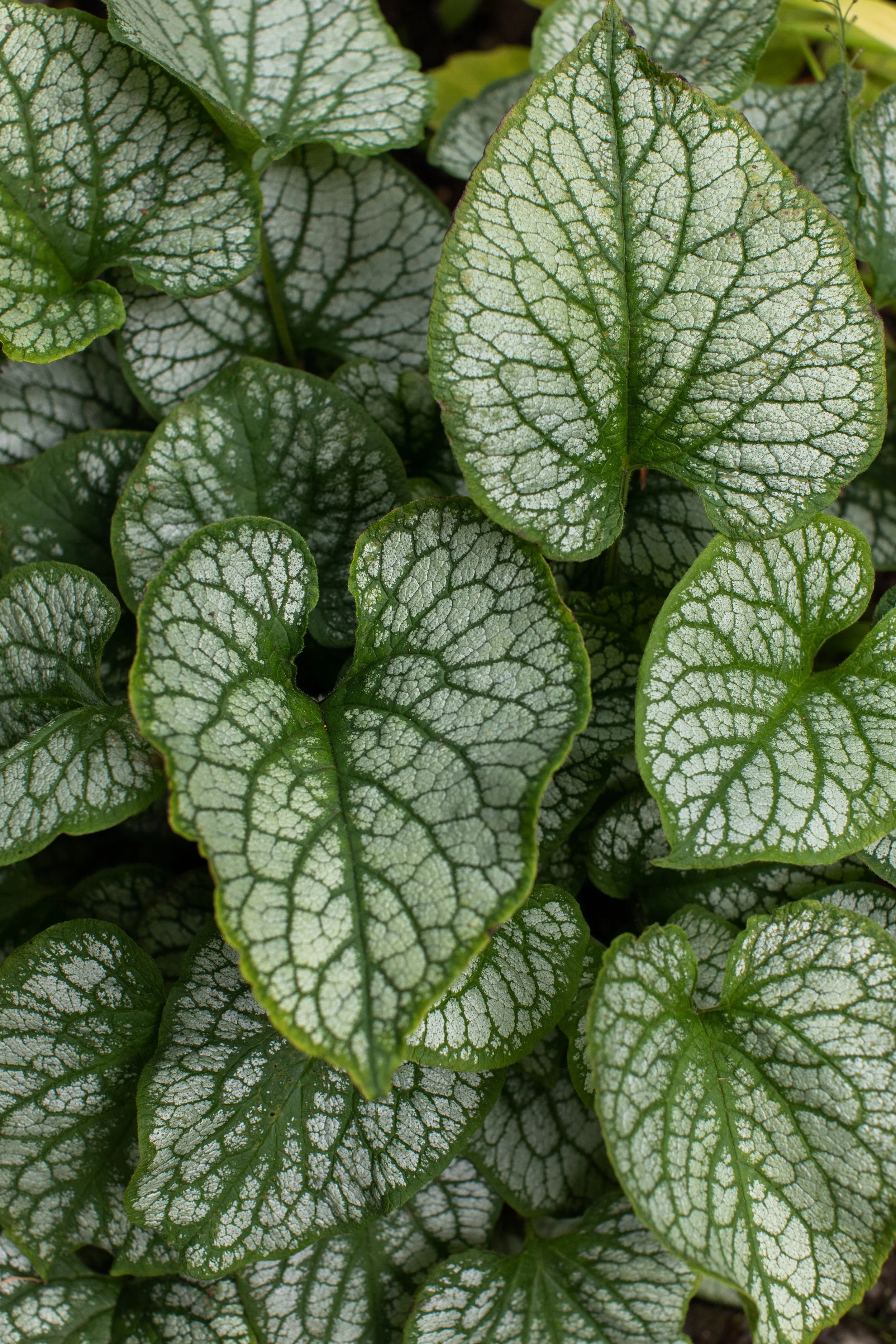 Plant guide: Brunnera macrophylla ‘Jack Frost’ — Victoria Wade