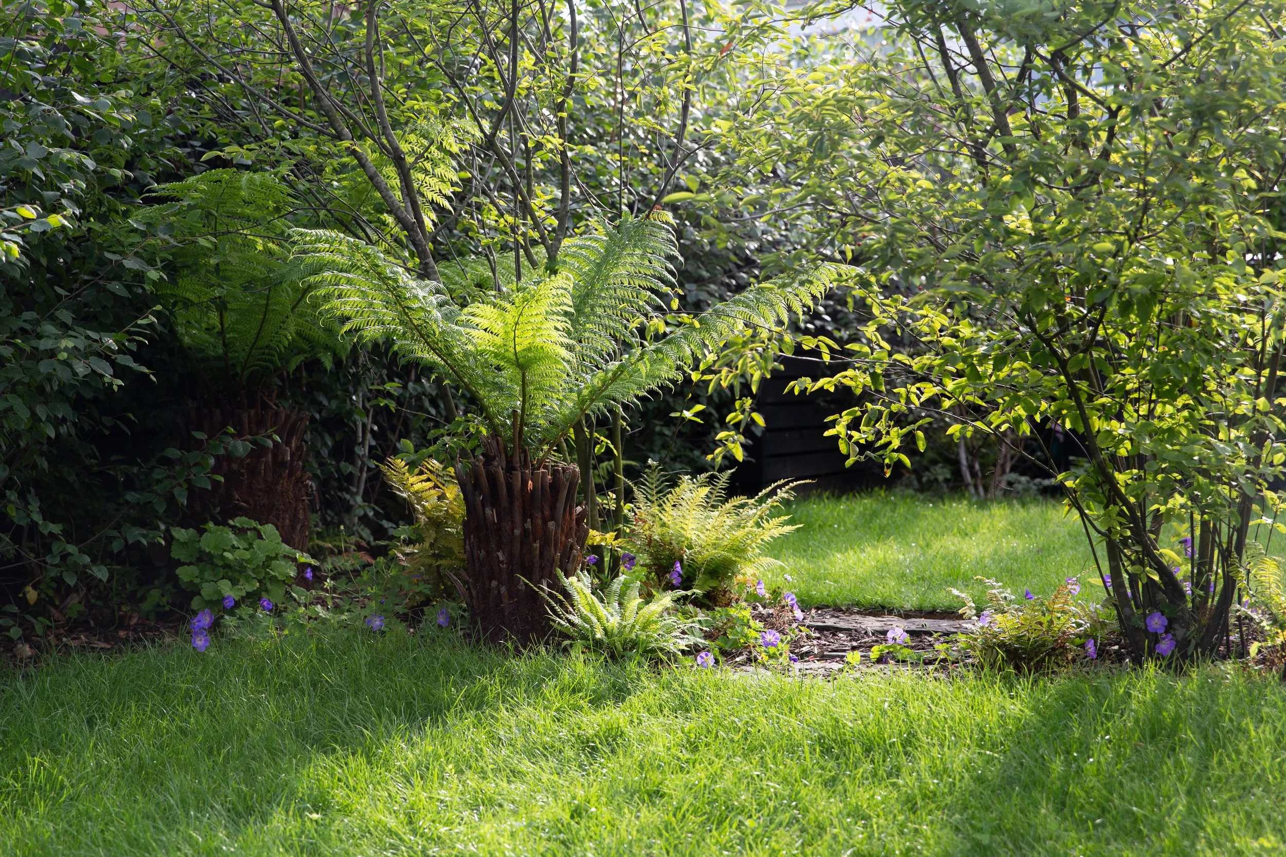 Plant Guide: Dicksonia Antarctica — Victoria Wade