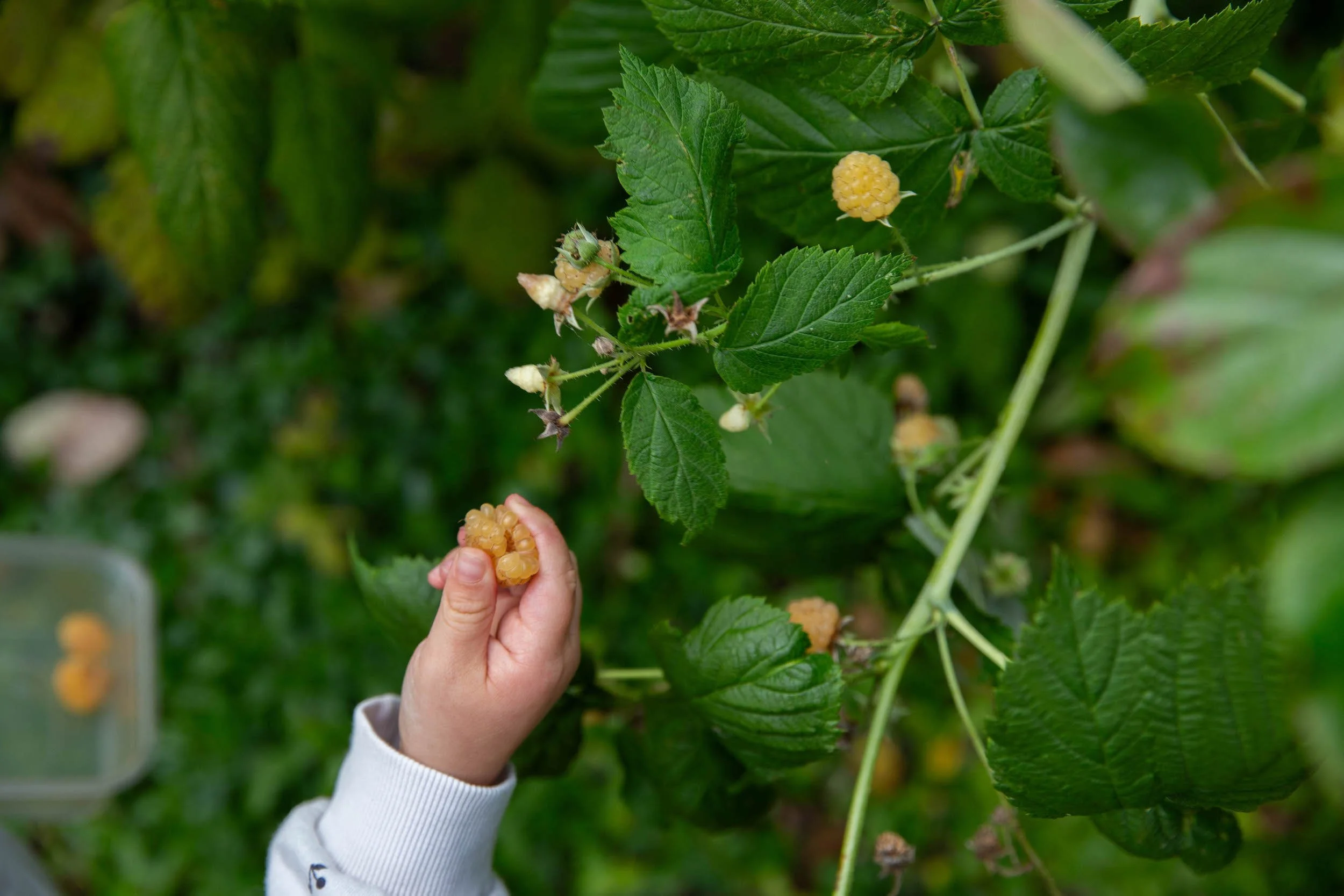 Plant Guide: Raspberries — Victoria Wade