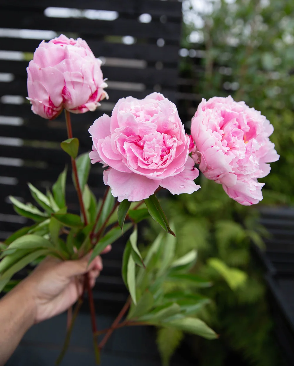 Plant guide: peonies — Victoria Wade