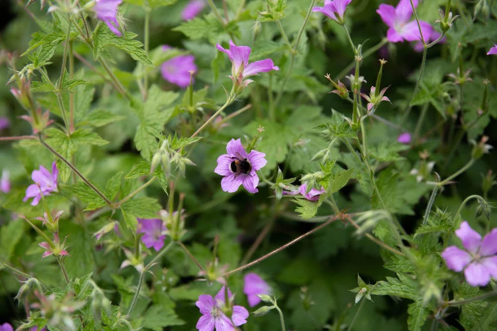Plant guide: hardy geranium — Victoria Wade