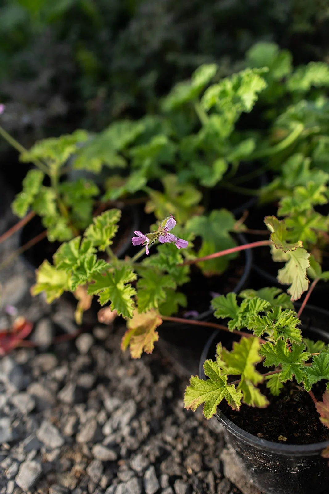 Plant Guide : Pelargoniums — Victoria Wade