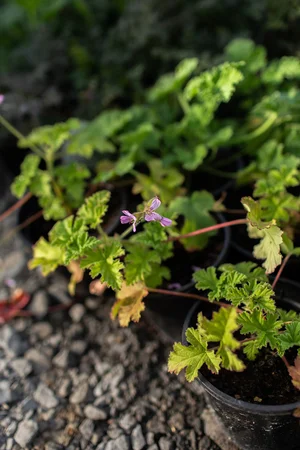 Plant Guide : Pelargoniums — Victoria Wade