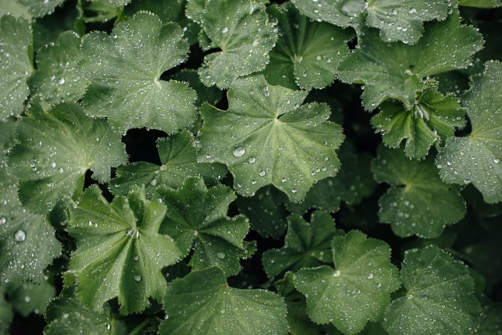 Plant guide : Alchemilla mollis — Victoria Wade